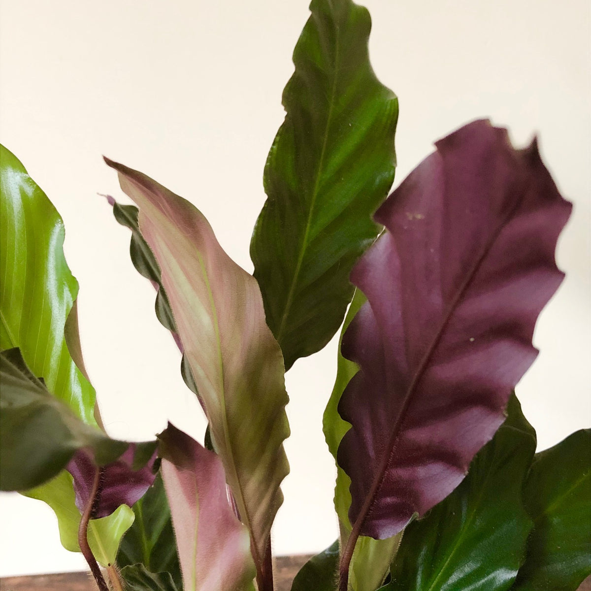 Calathea Rufibarba – Plant Pet Club